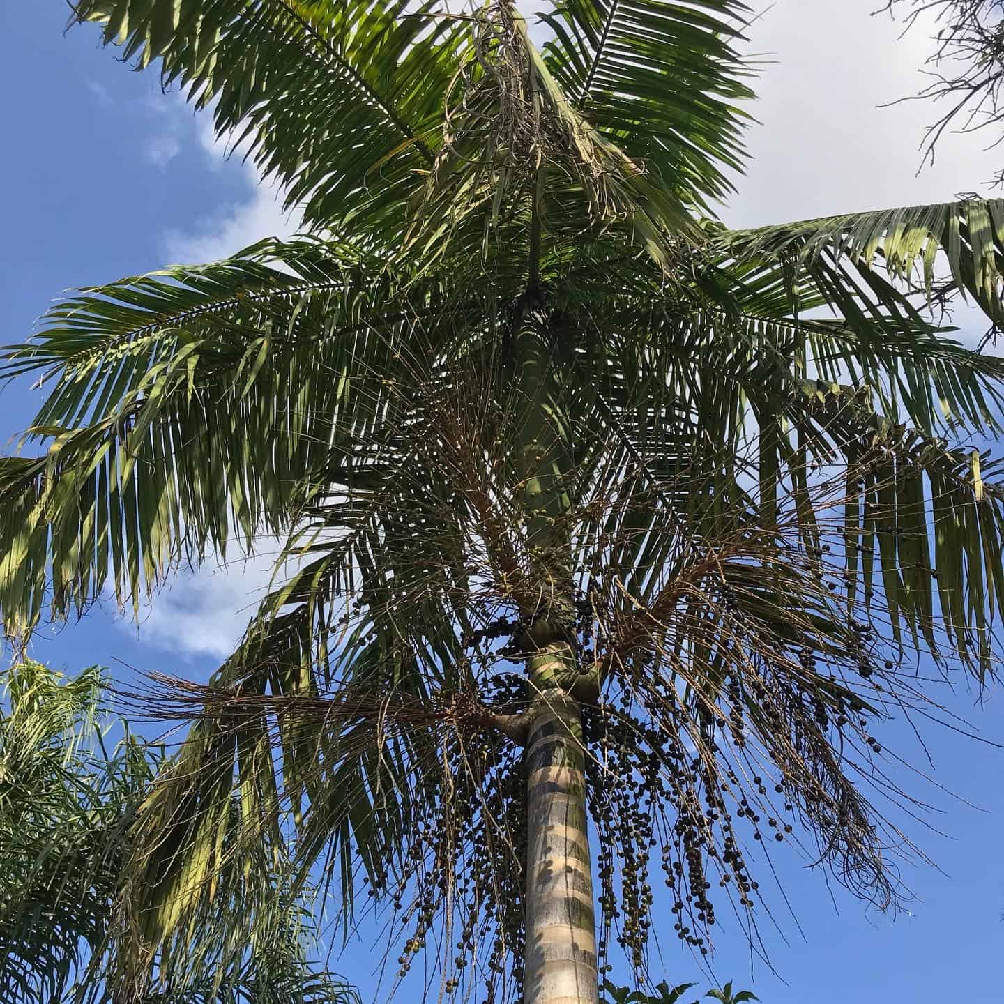 Programa de Conservação da Palmeira Juçara